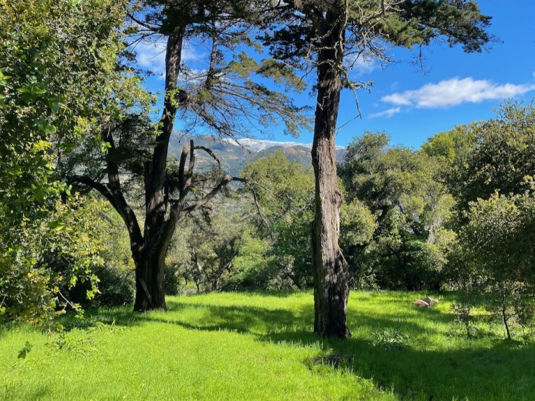 Siteline | Scaling the Heights of Las Alturas