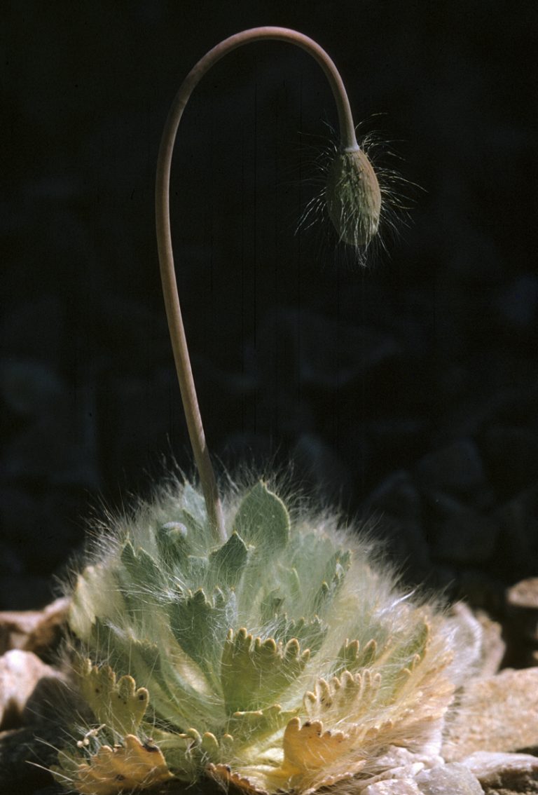 Siteline | Jules by the Sea Is Opening an Uptown Branch